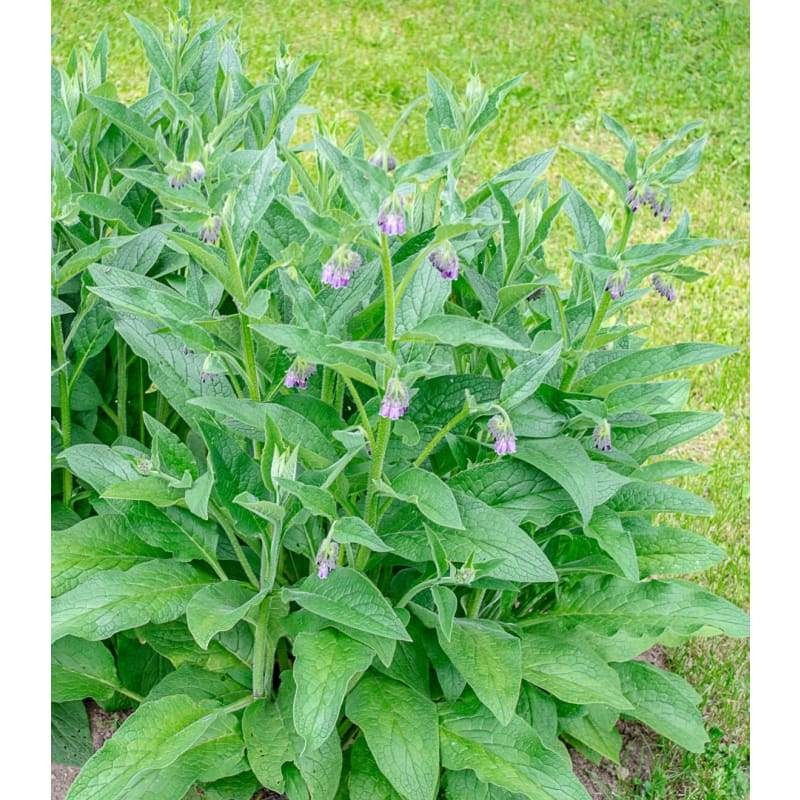 The Amazing Health Benefits of Comfrey