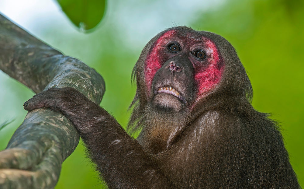 Primate Conservation Challenges and Prospects in Northeast India