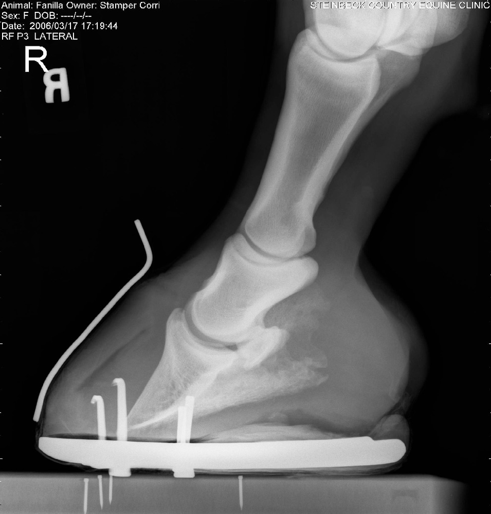 What We Know and What We’re Learning about Laminitis
