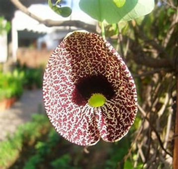 Benefits of what Duck flower does