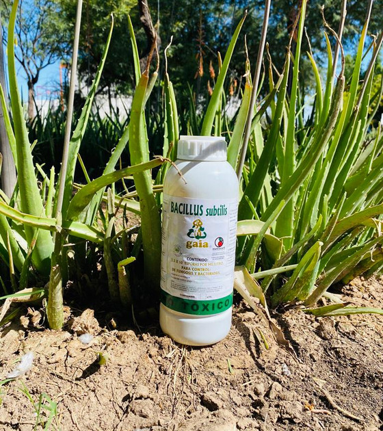 bacillussubt | GAIA Agro Orgánicos