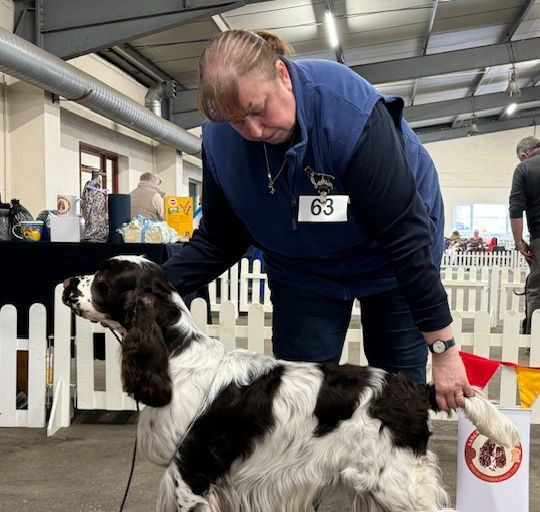 Lancashire & Cheshire English Springer Spaniel Club | L&C ESS Club