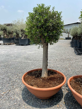 SMALL | Olive De Casa