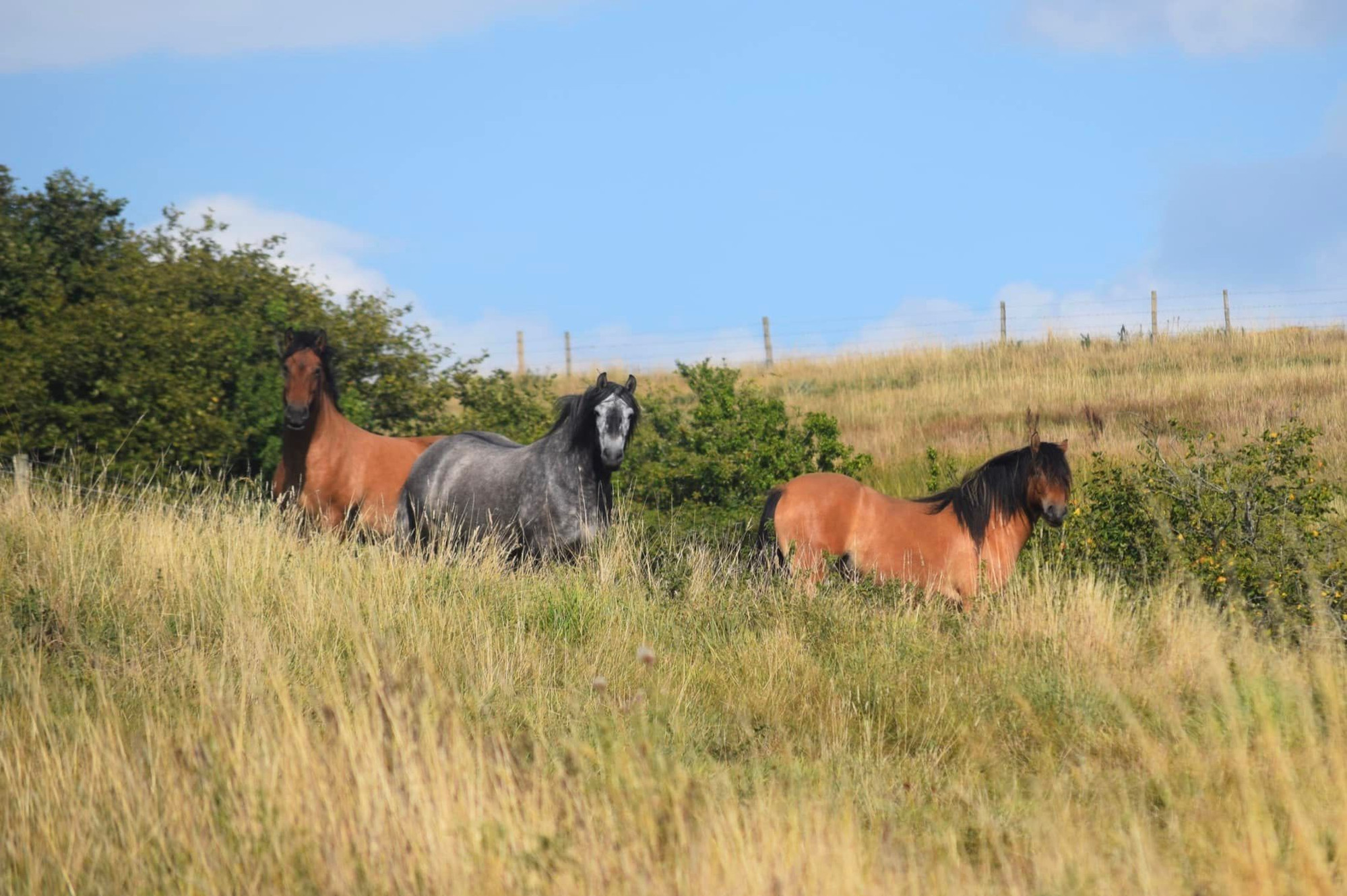 Rumach Highland Ponies