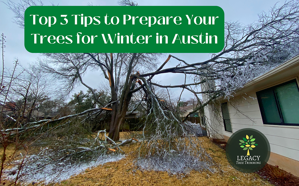 Top 3 Tips to Prepare Your Trees for Winter in Austin