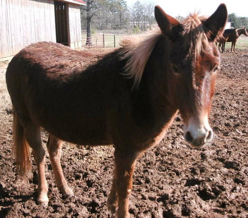 Little Red - Mule | bigoaksrescuefarm