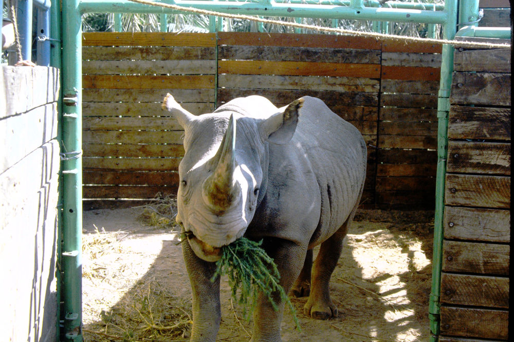 How Working on a Rhino Rescue Project Inspired The Lord’s Tusks