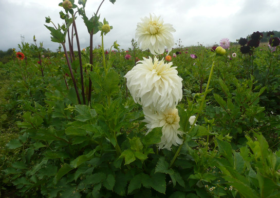 Galeria | Dalie Stanisława