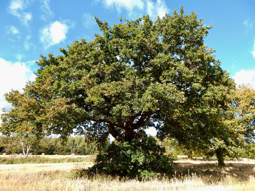 Midsummer Magic Solstice Oak | jack-in-the-green