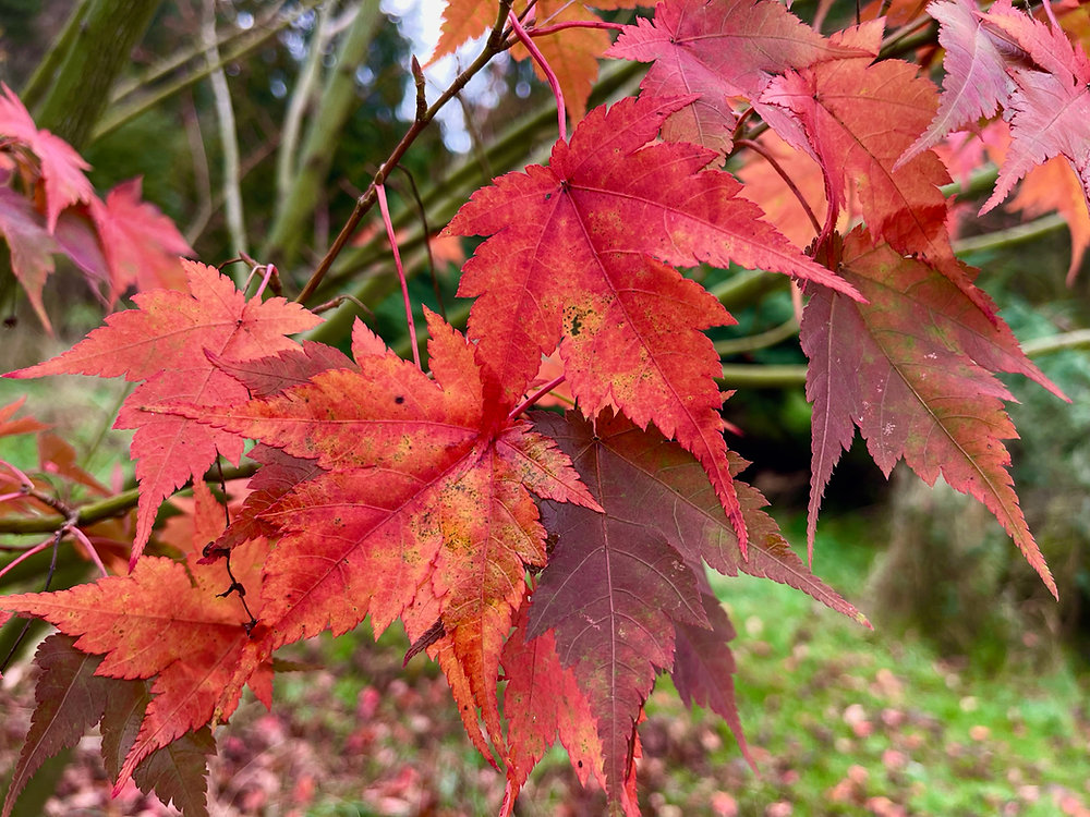 Painting With Leaves painting-with-leaves