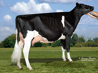 Grand Champion – T-Triple-T-I Durham Poppi, (Regancrest Elton Durham ...