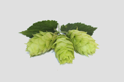 Hops for Home Brewing (Challenger) 250g (PRE ORDER) | Worcestershire Hops