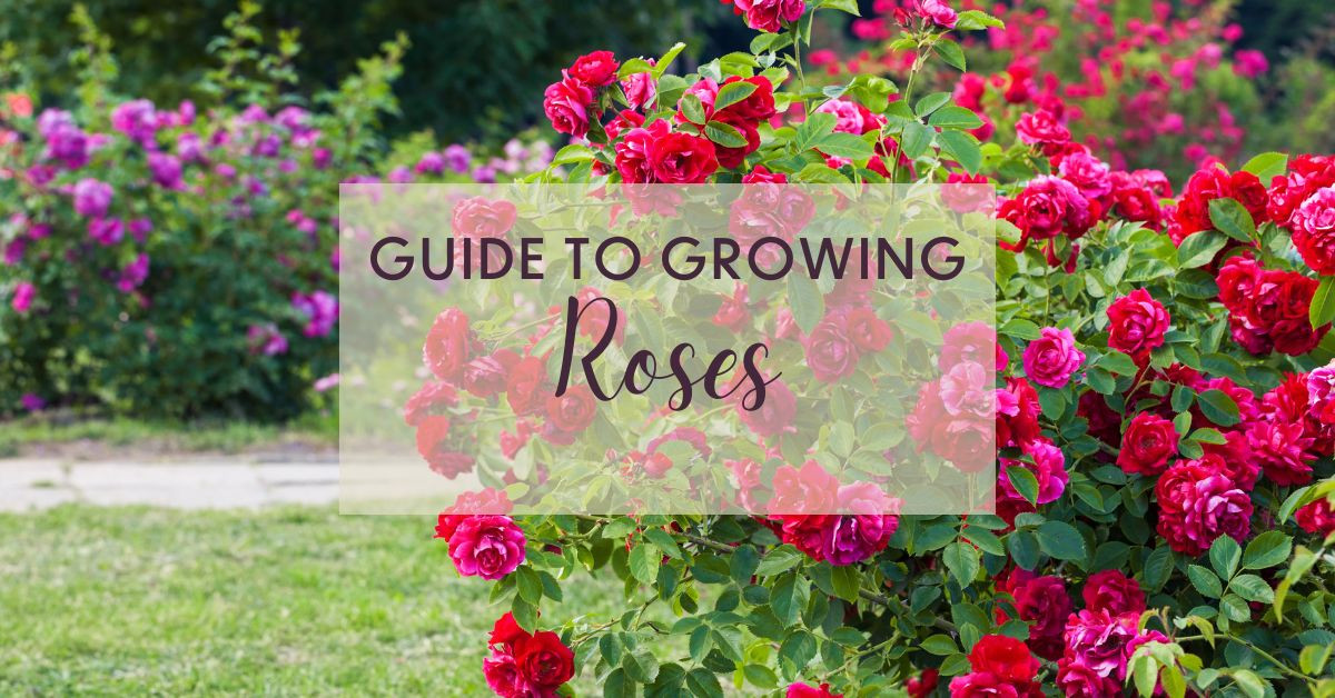 Guide to Growing Roses