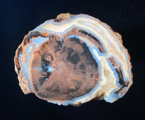 Blue Forest petrified wood slab, Wyoming - 66 gram | First Pick Lapidary