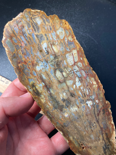 Pocket Rot agate petrified wood, - 208 gram | First Pick Lapidary