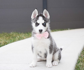 Trained Siberian Husky Puppies For Sale | HuskiesWithFinesse | Chicago