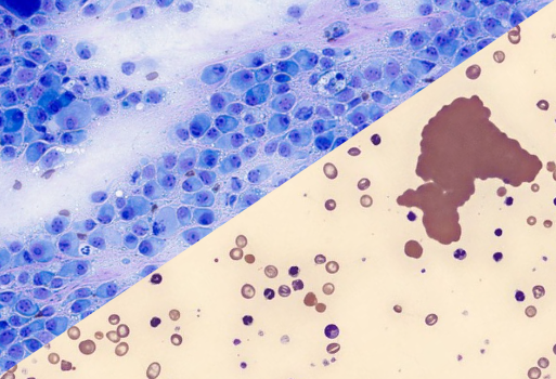 Cytology AND Hematology Crash Course - FULL COURSE | Rocky Mountain Veter