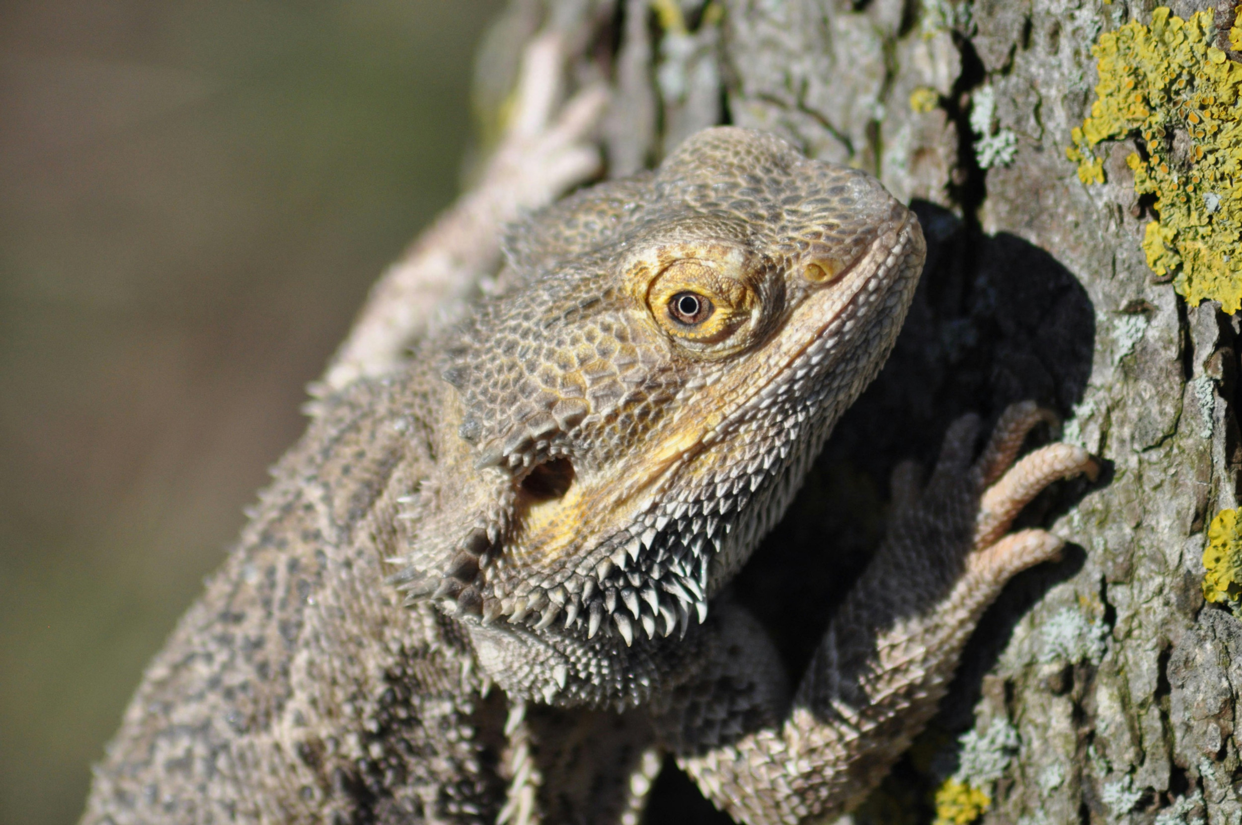 Lizard Care: Ensuring Health and Wellness for Your Reptile Companions