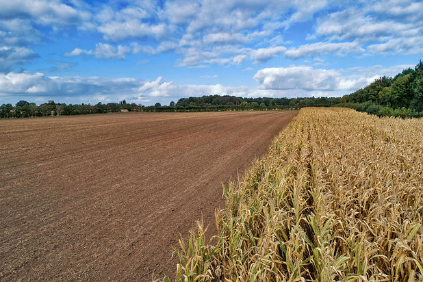 The Estate | Nether Hall Estate