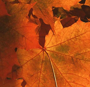 Quentin Attwood, Holt