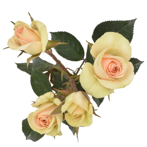 Chablis | Redil Roses