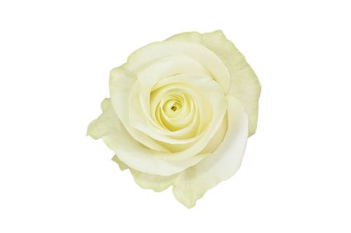 Polar Star | Redil Roses