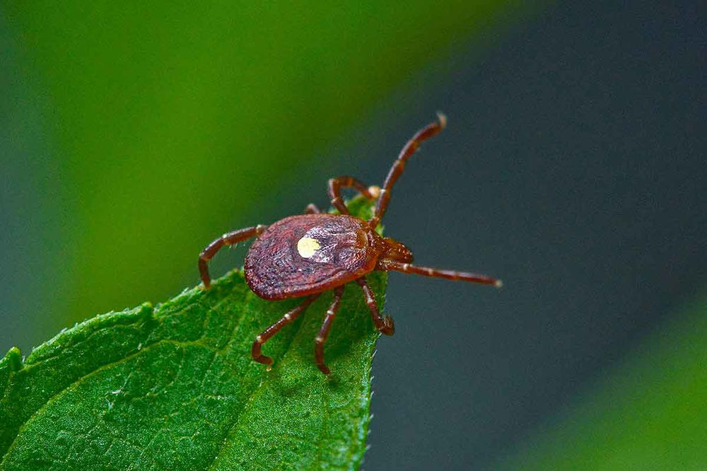 Two new species of ticks migrating to Connecticut