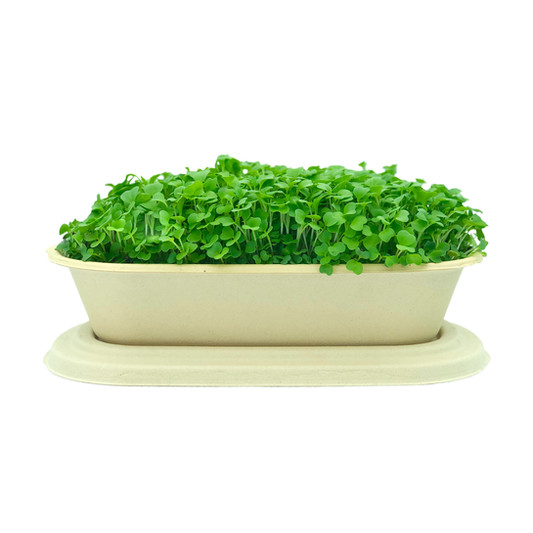 Home growing kits | Little Stem Microgreens
