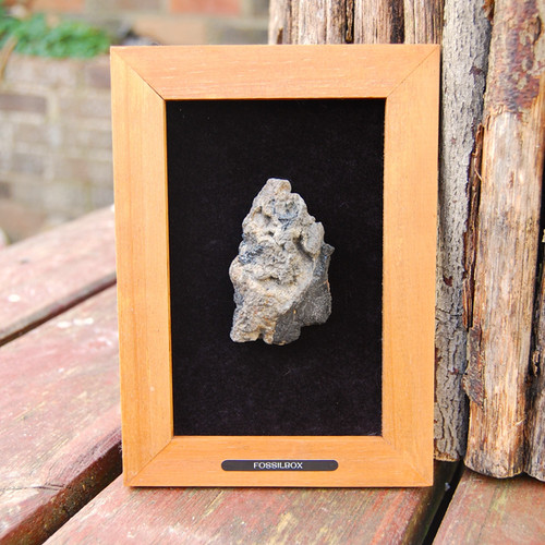 Pyrite encrusted in petrified wood in a frame | Fossilbox