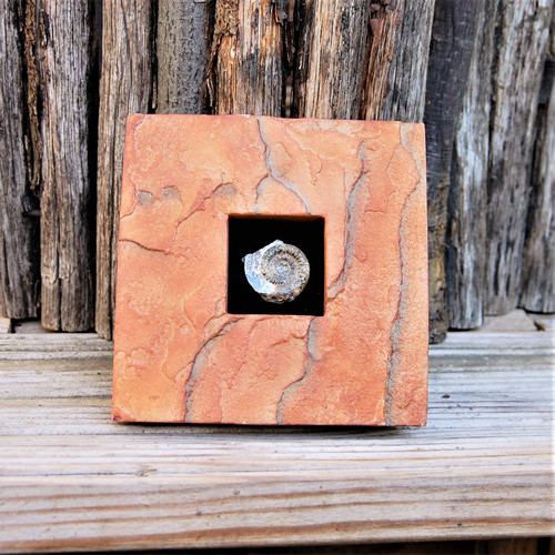 Ammonite in stone effect frame | Fossilbox