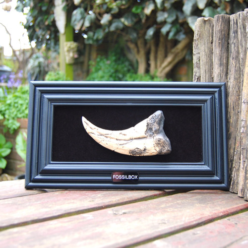 Replica Raptor claw in frame | Fossilbox