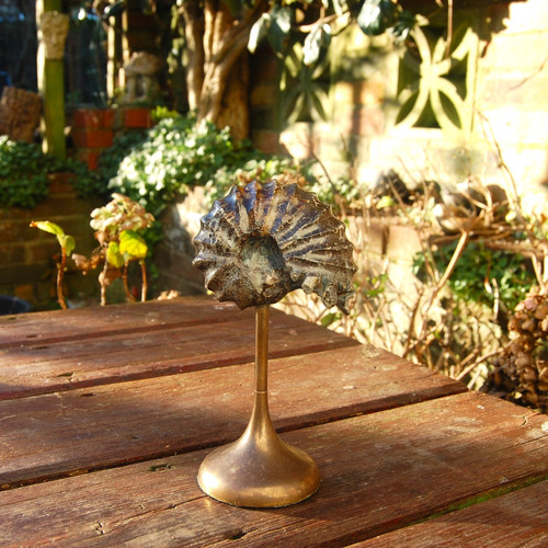 Pretty polished ammonite on a stand | Fossilbox