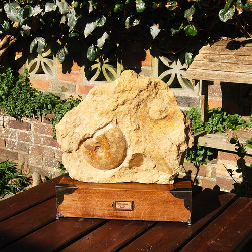 Large Antique Display Ammonite Fossilbox