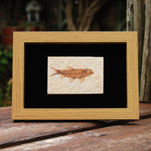 Fossilised fish in a frame | Fossilbox