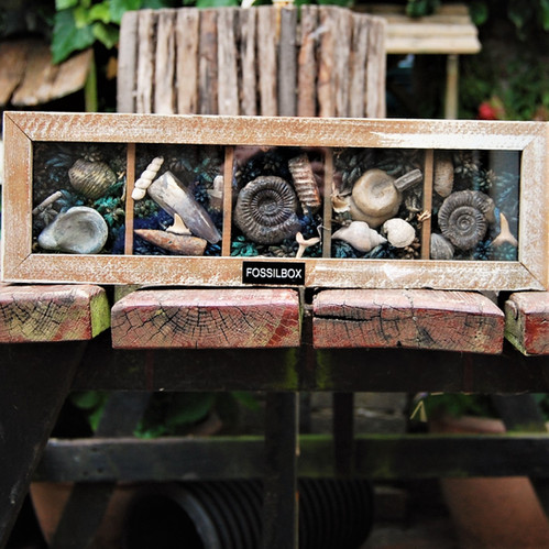 Buy Wall display of multiple fossils | Fossilbox
