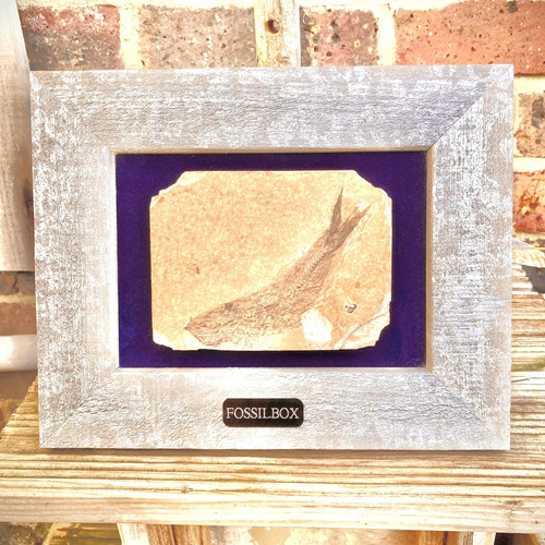 Fish fossil in a frame | Fossilbox