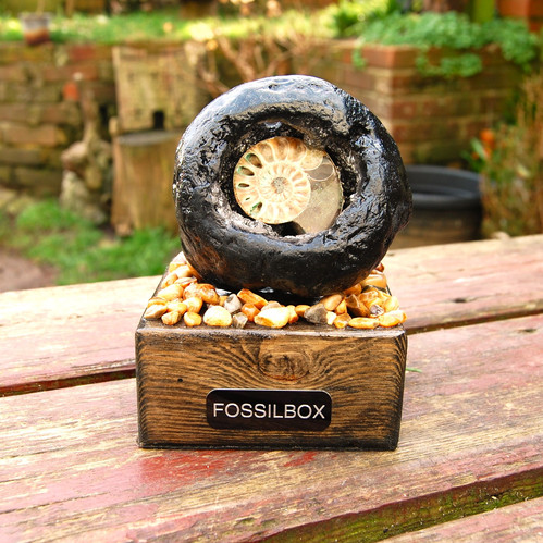 Ammonite in stone | Fossilbox