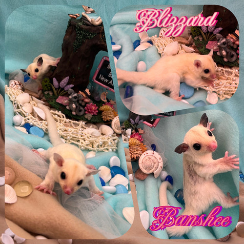 Banshee | Blue Moon Babies