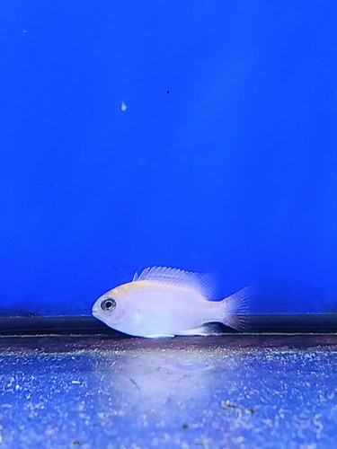 Pink chromis | Jurassic Aquatics