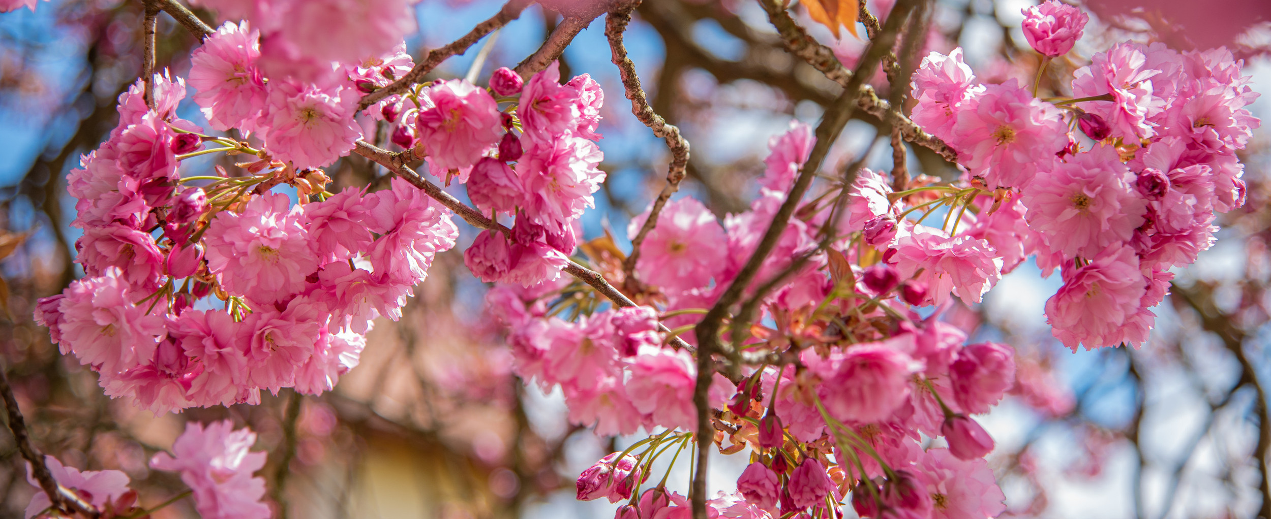 Flowering Cherry Trees Bellevue, WA | Newcastle Fruit & Produce Co.