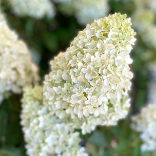 Hydrangeas Bellevue, WA | Newcastle Fruit & Produce Co.
