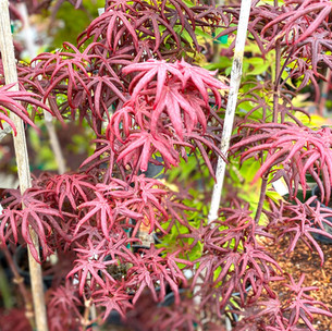 Japanese Maple Trees Bellevue, WA | Newcastle Fruit & Produce Co.