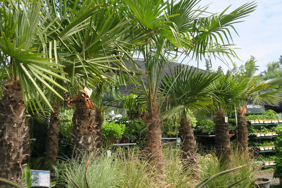 Palm Trees Bellevue, WA | Newcastle Fruit & Produce Co.