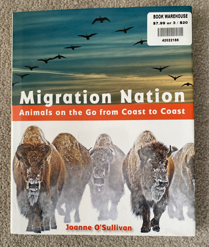 Migration Nation | Azora Books