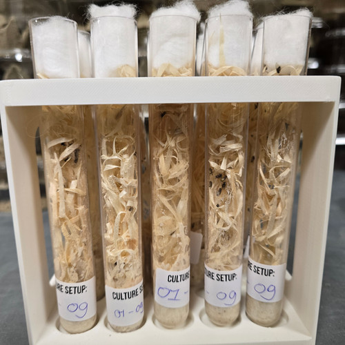 Test Tube Fruit Fly Culture | Esthetic Ants