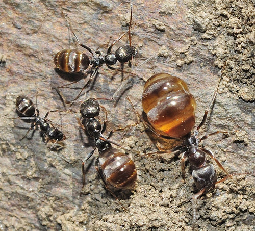 Proformica nasuta | Esthetic Ants