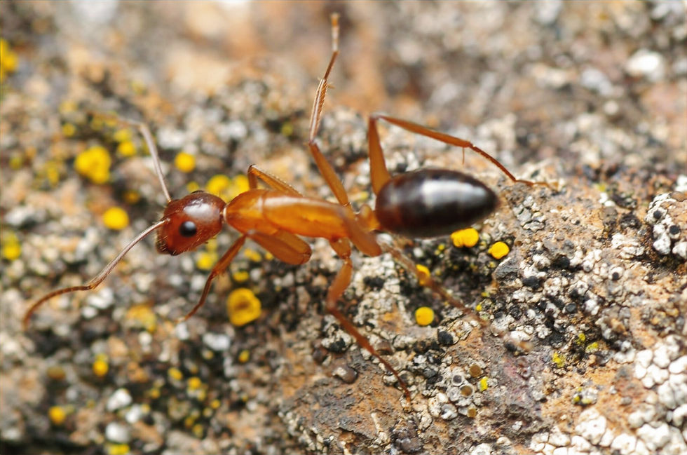 Camponotus pilicornis | Esthetic Ants