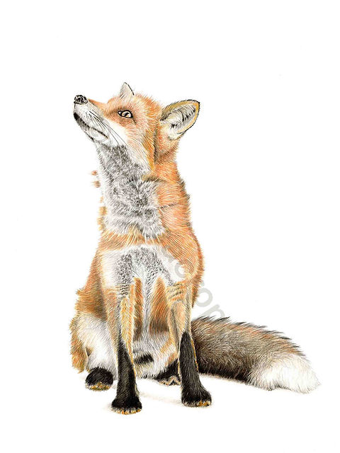 Sitting Fox Drawing Sitting Fox Wholeselling Nolon Stacey