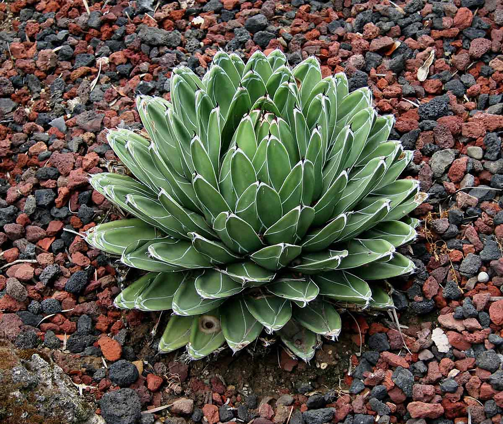 Agave victoriae-reginae | Succulentes-database.fr