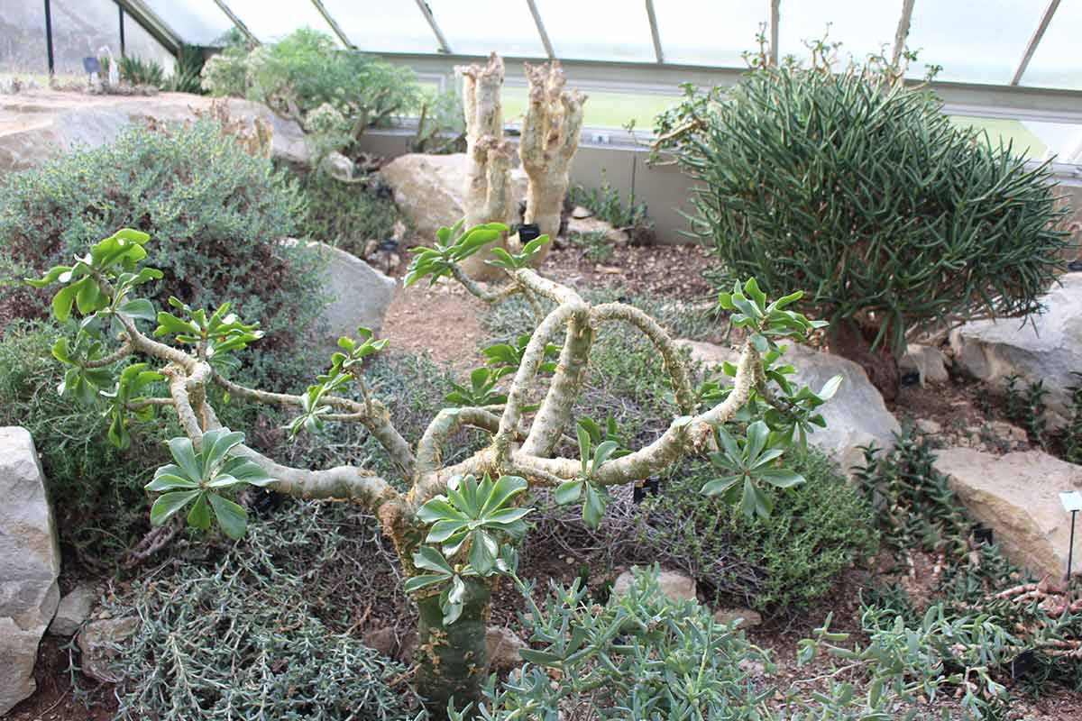 Aeonium Urbicum : Guide Complet pour une Reproduction Réussie ...